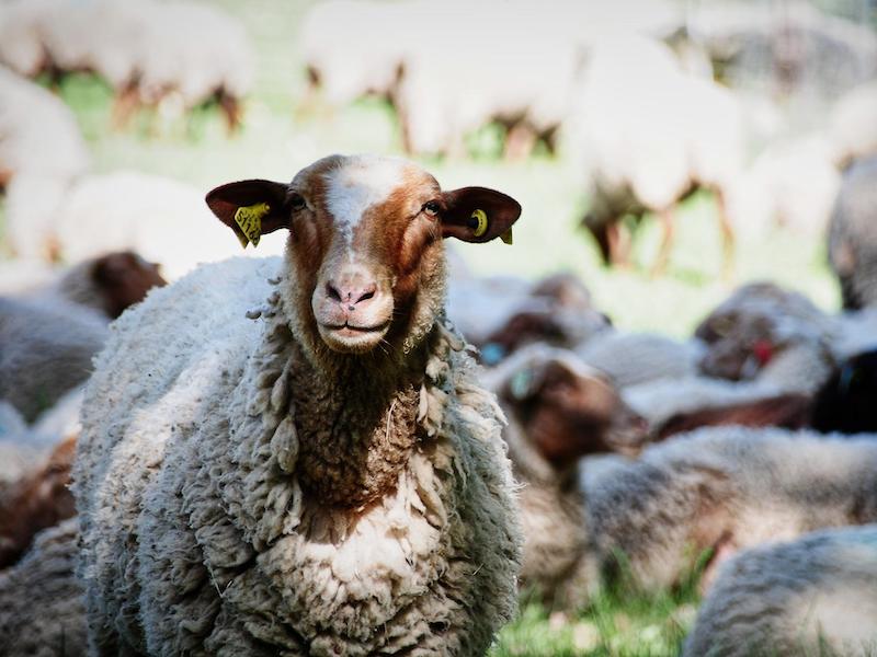 L'Abruzzo e la Transumanza: l’antico rituale torna in auge con un ...