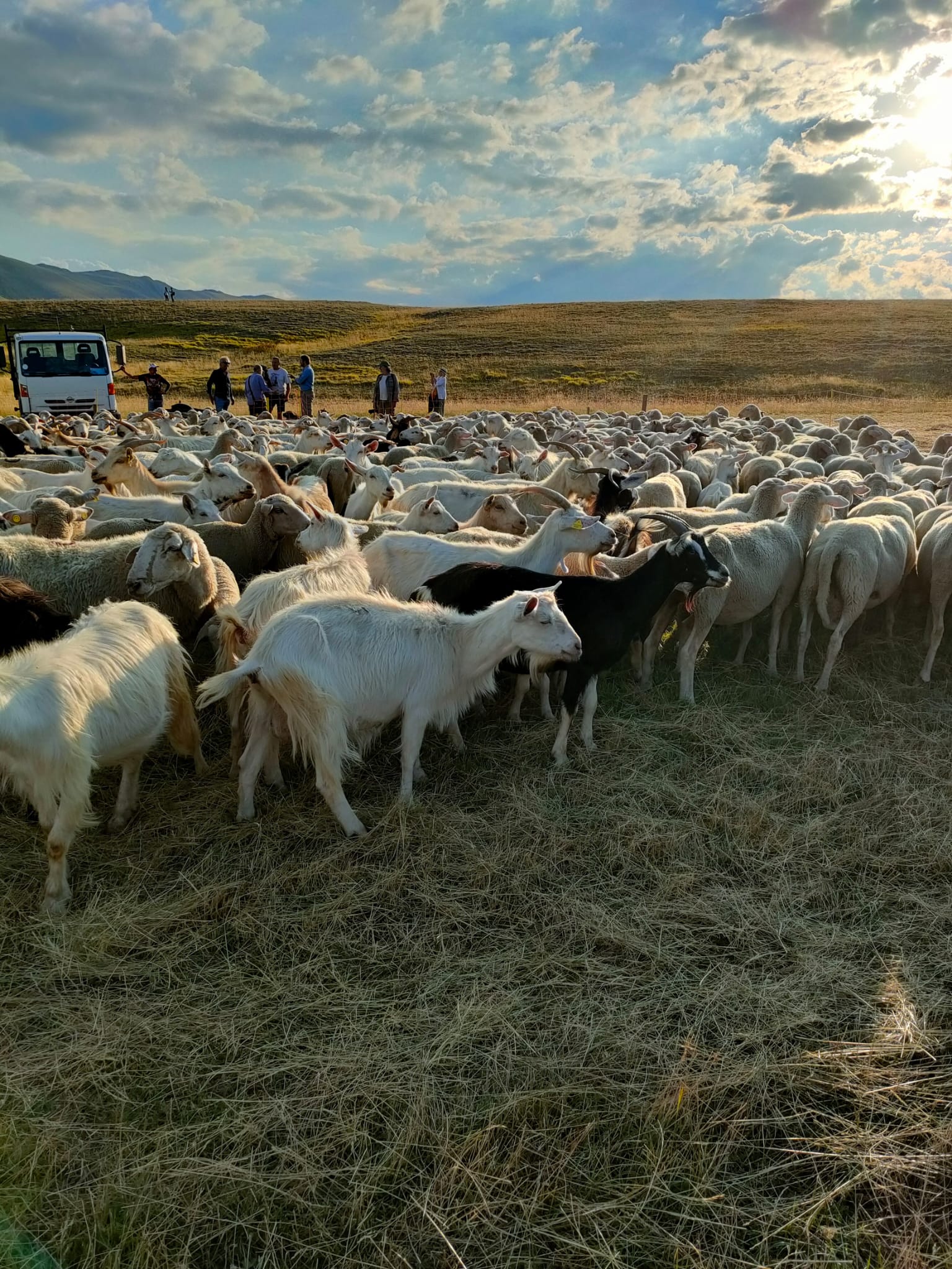 L'Abruzzo e la Transumanza: l’antico rituale torna in auge con un ...