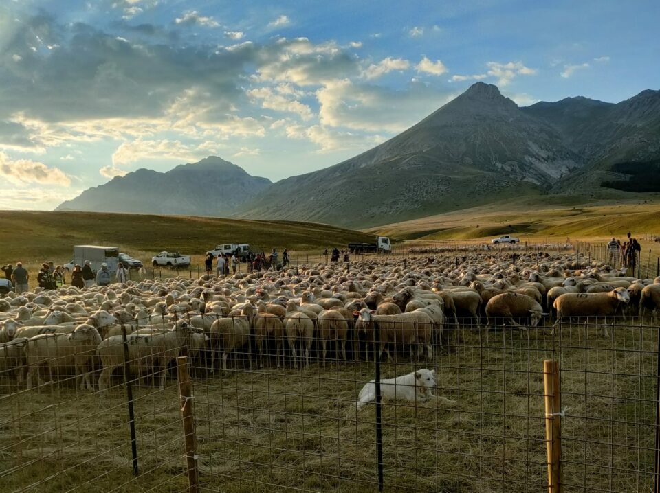 L'Abruzzo e la Transumanza: l’antico rituale torna in auge con un ...