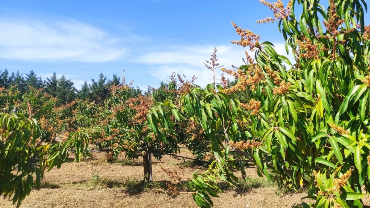 Balestrate capitale del mango siciliano, il tour "tropicale" - MangiaeBevi